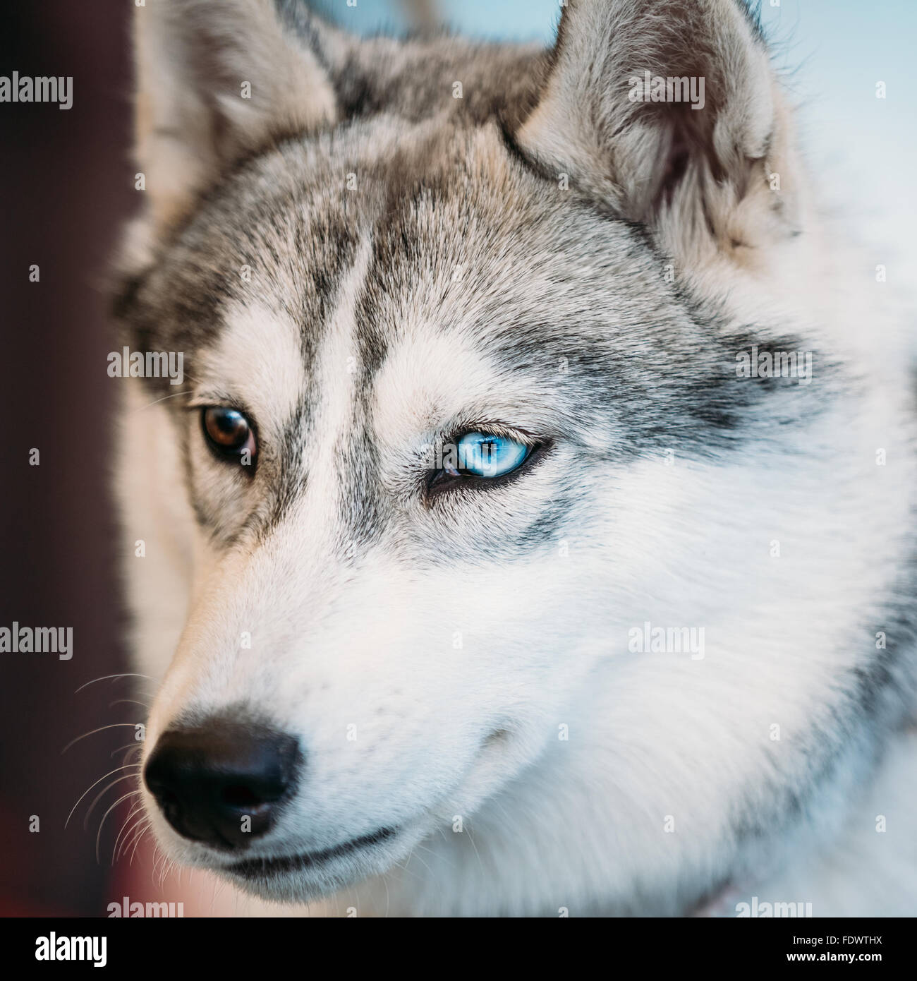 Siberian husky eyes close up hi-res stock photography and images - Alamy