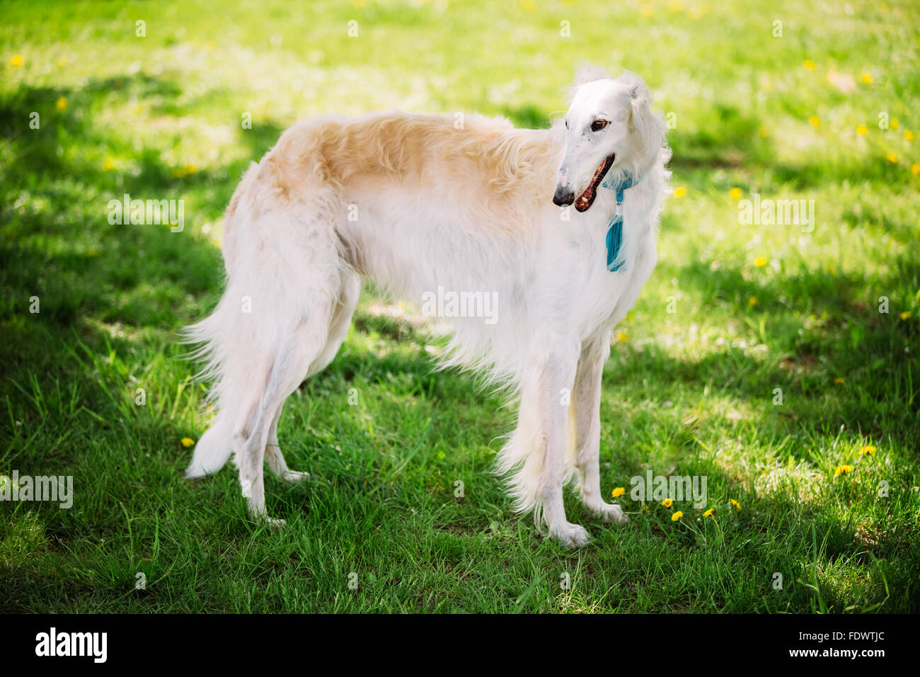 White Russian Borzoi (sighthound, gazehound) staying outdoor in summer ...