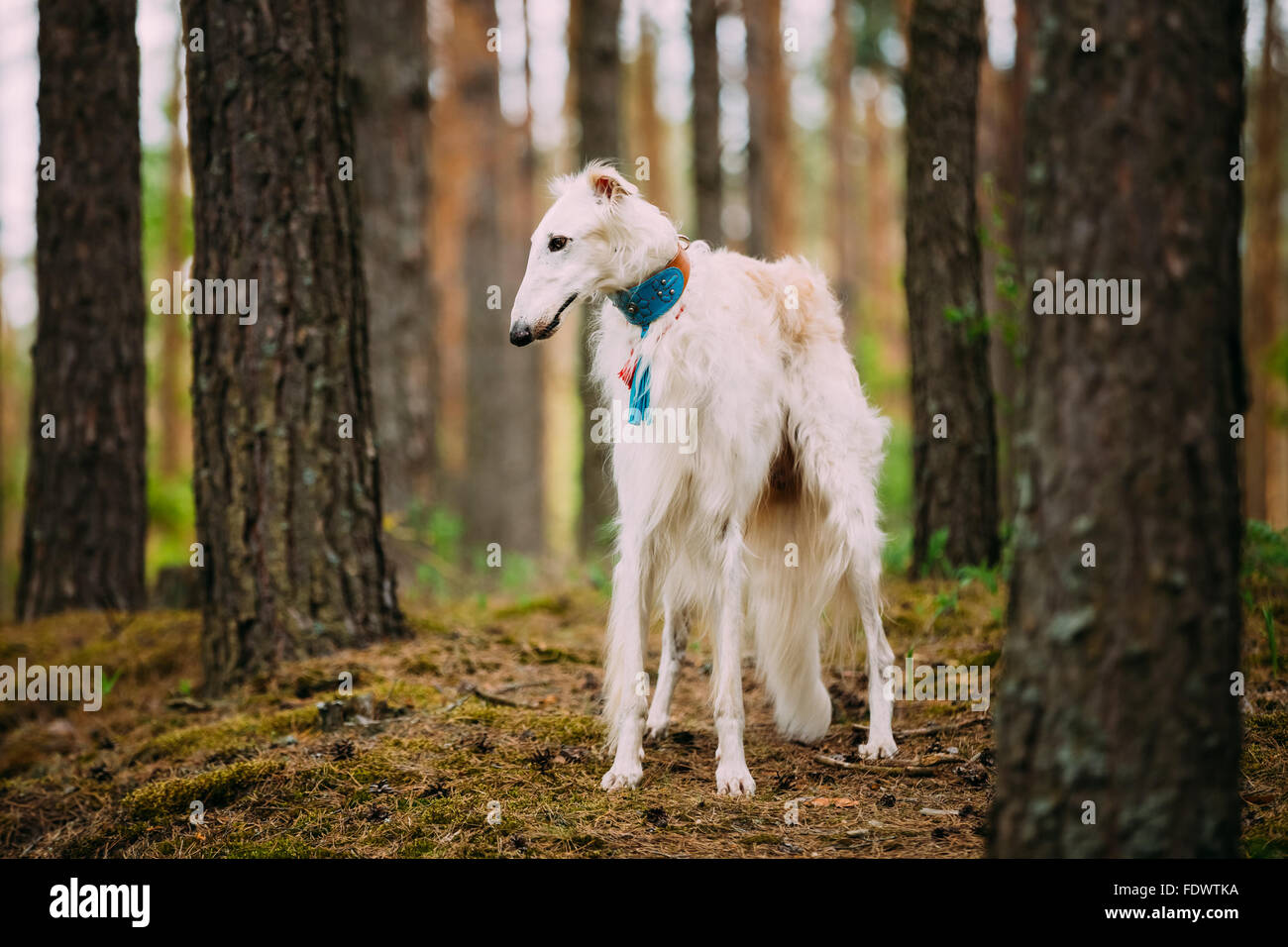 Borzoi, Hunting dog in Spring Summer Forest. These dogs specialize in ...