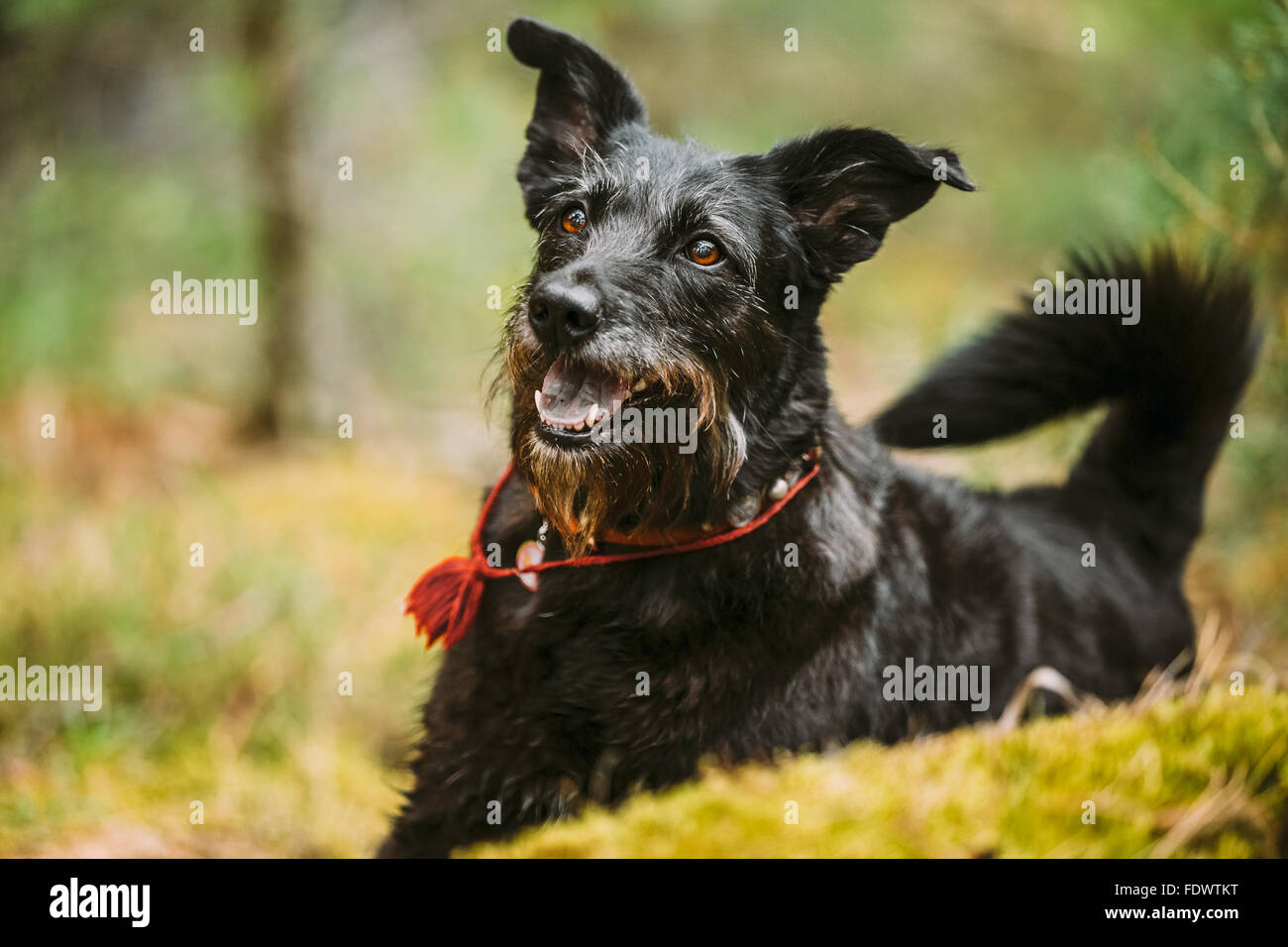 Posing hunting hi-res stock photography and images - Alamy