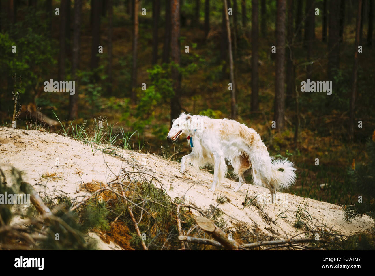 White Russian Borzoi, Hunting Dog running in forest Stock Photo - Alamy