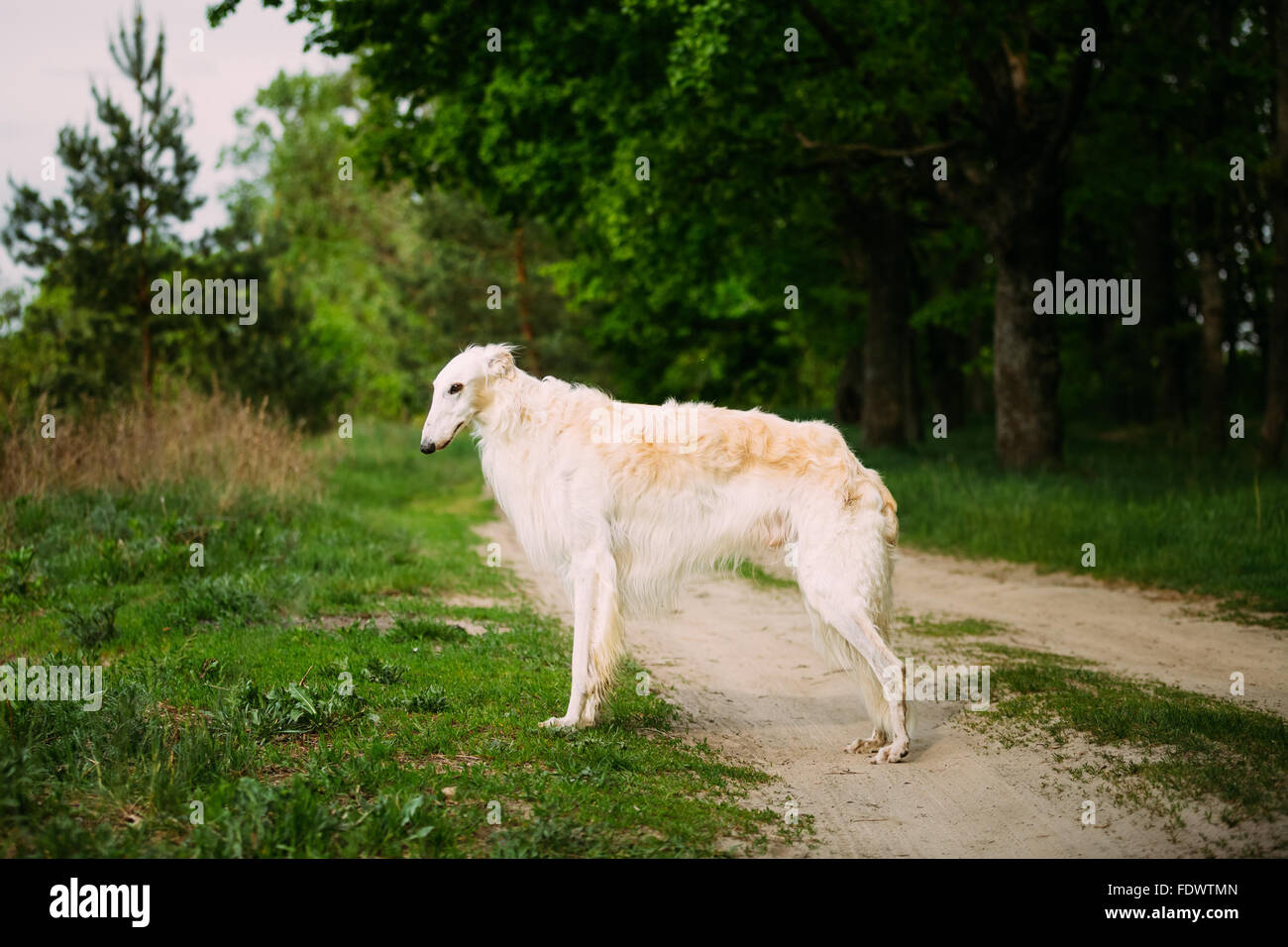 White Russian Wolfhound Dog, Borzoi, Hunting dog, Sighthound standing ...