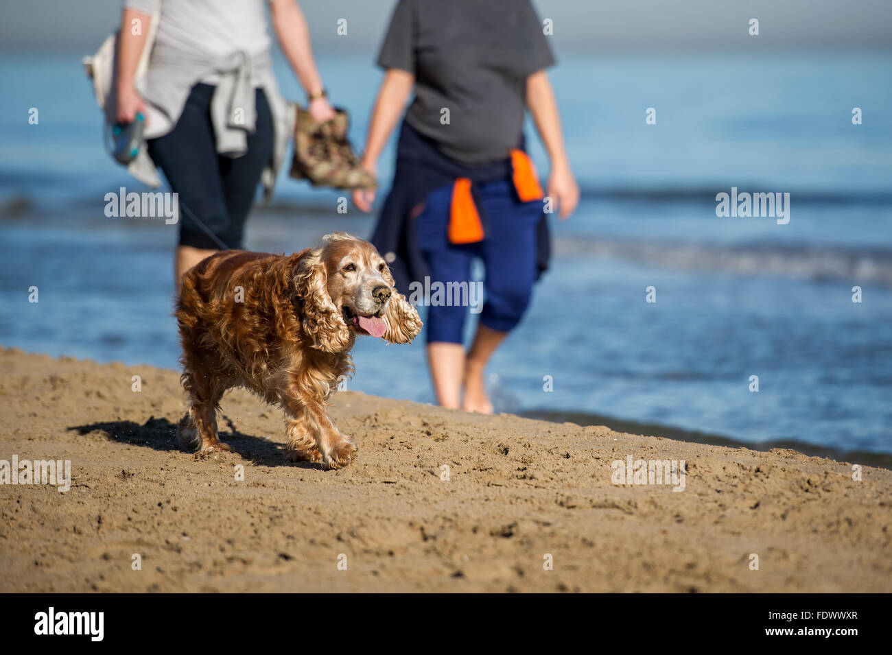 Old cocker spaniel at the beach Stock Photo - Alamy