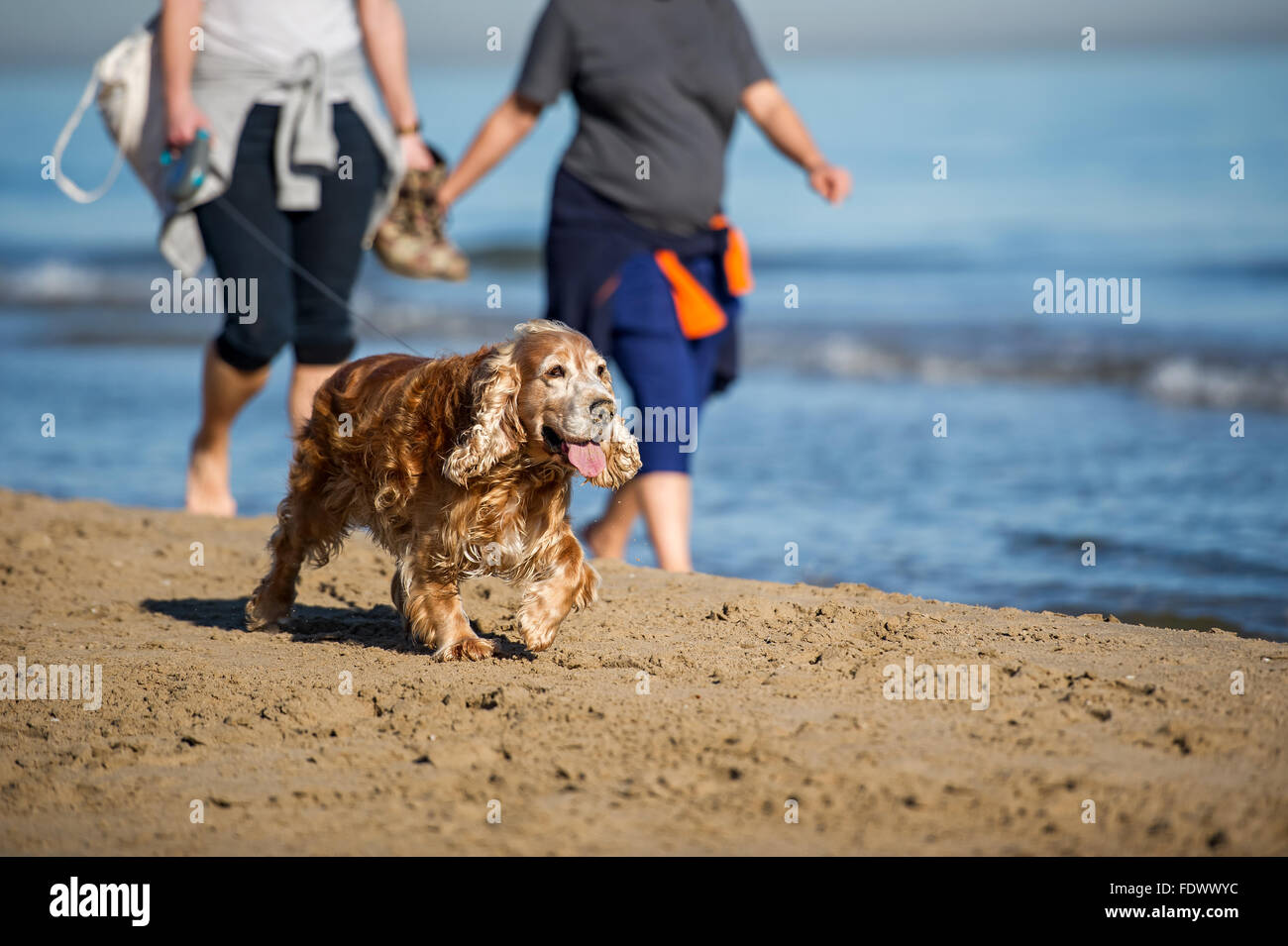 Old cocker spaniel at the beach Stock Photo - Alamy