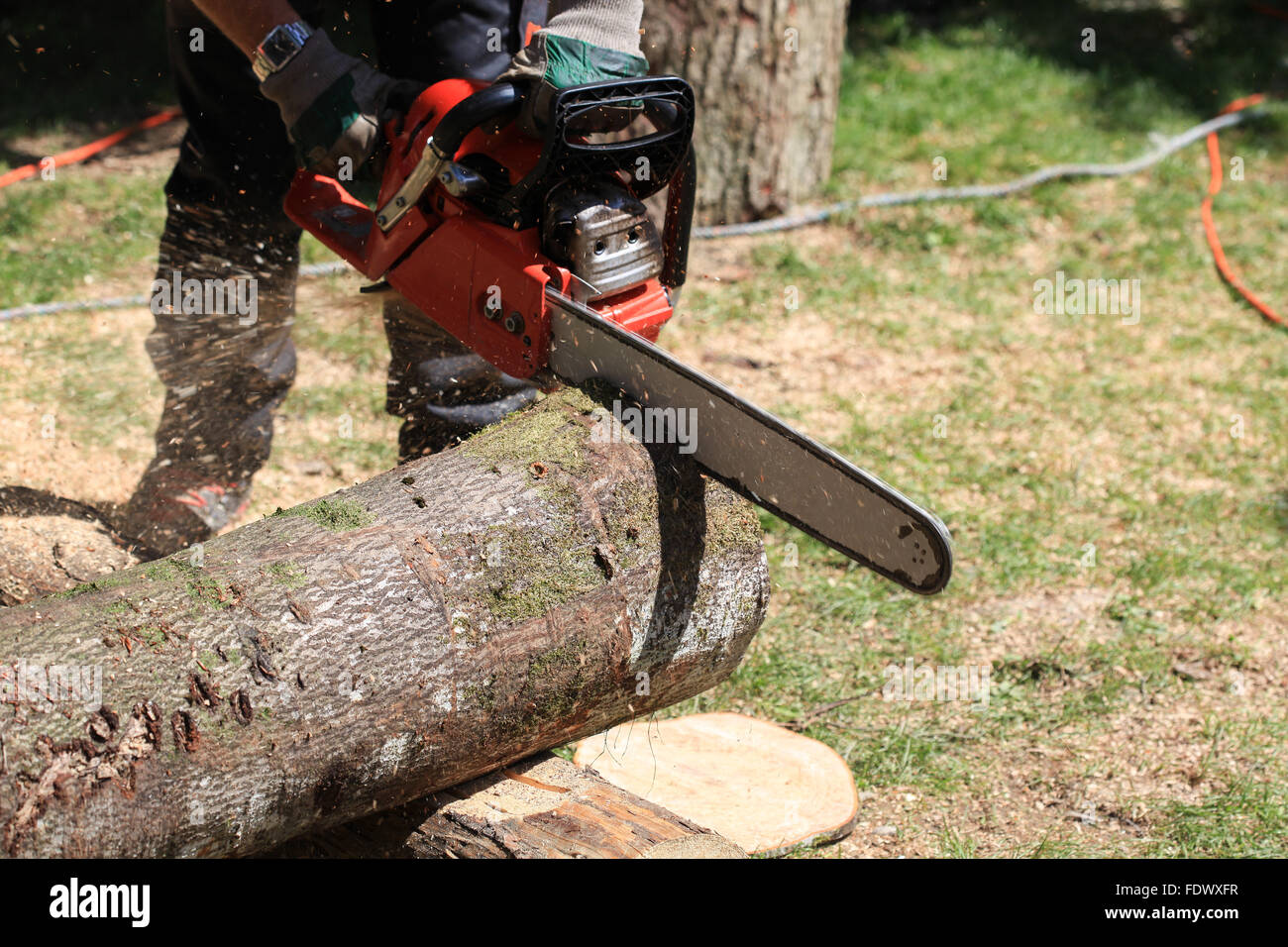 Trunk cutting hi-res stock photography and images - Alamy