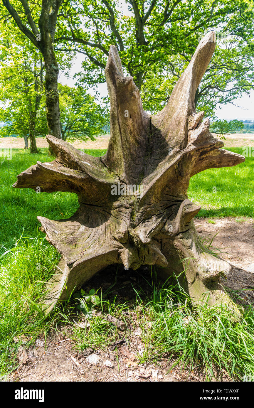 Old decayed tree hi-res stock photography and images - Alamy