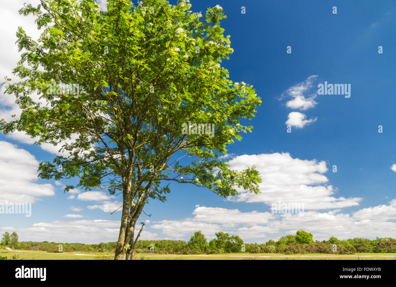 Spare space to upper right, tree in foreground of flat landscape, with ...