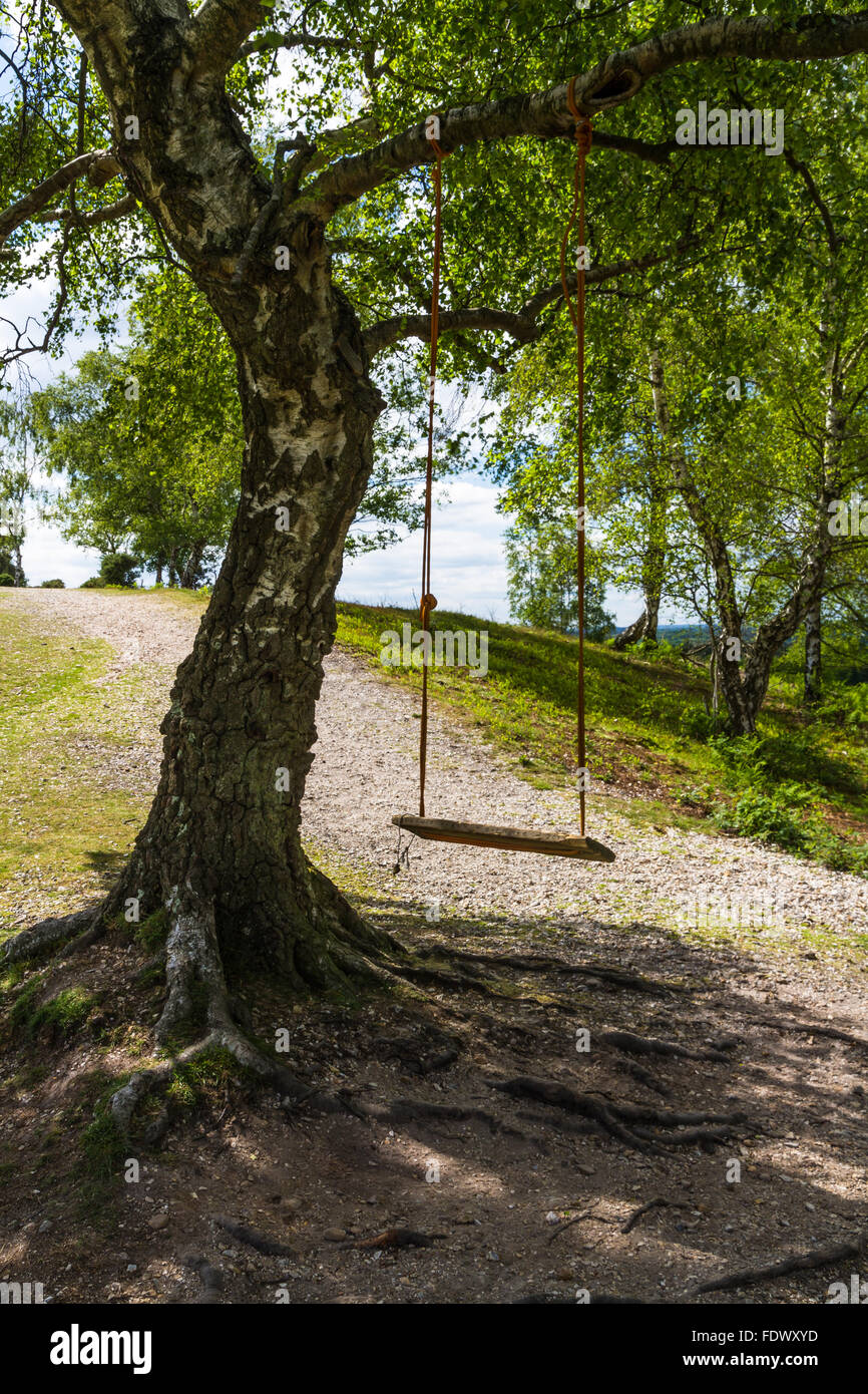 Swing hung from branch of tree in shade of sun Stock Photo - Alamy