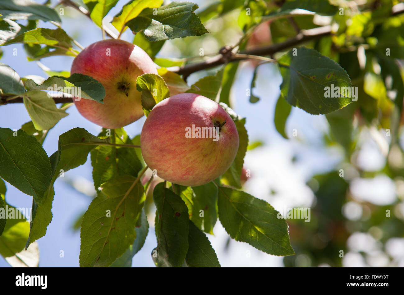 Ripe apples on an apple tree Stock Photo - Alamy