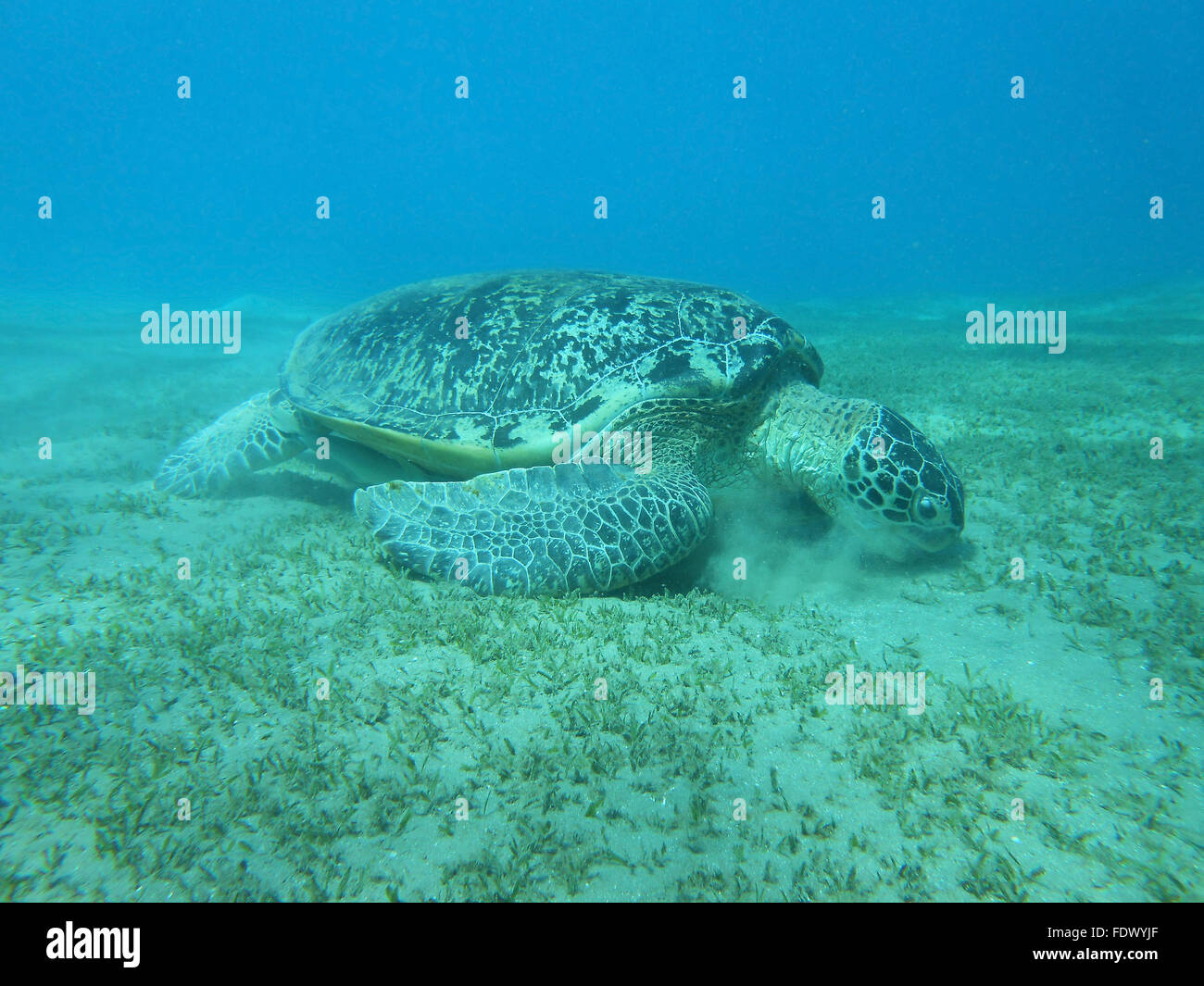 Turtle Eat High Resolution Stock Photography and Images - Alamy