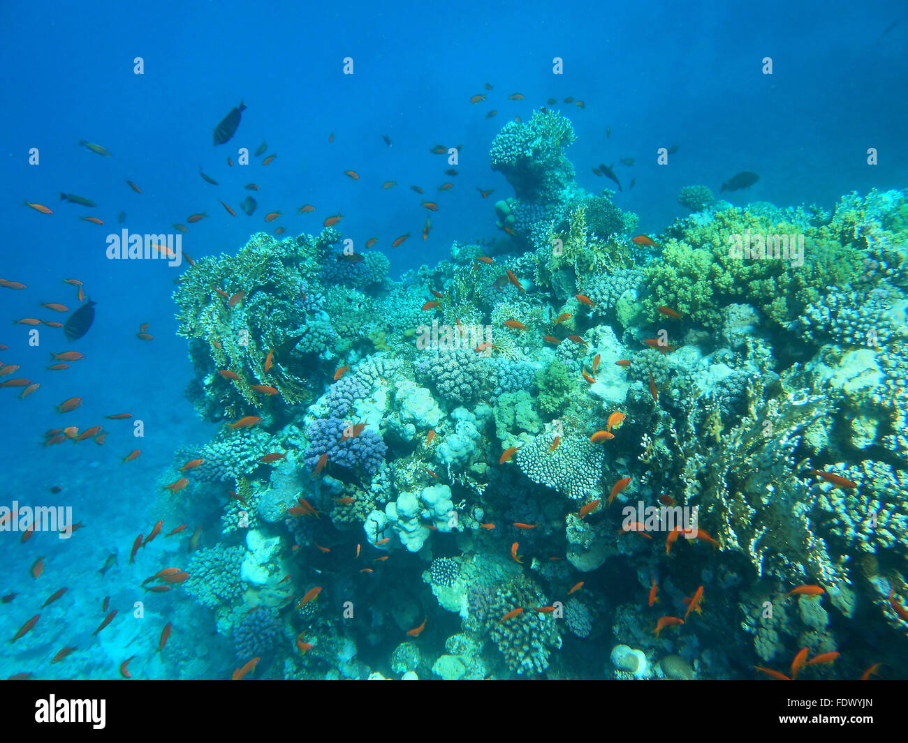 Underwater ocean landscape hi-res stock photography and images - Alamy