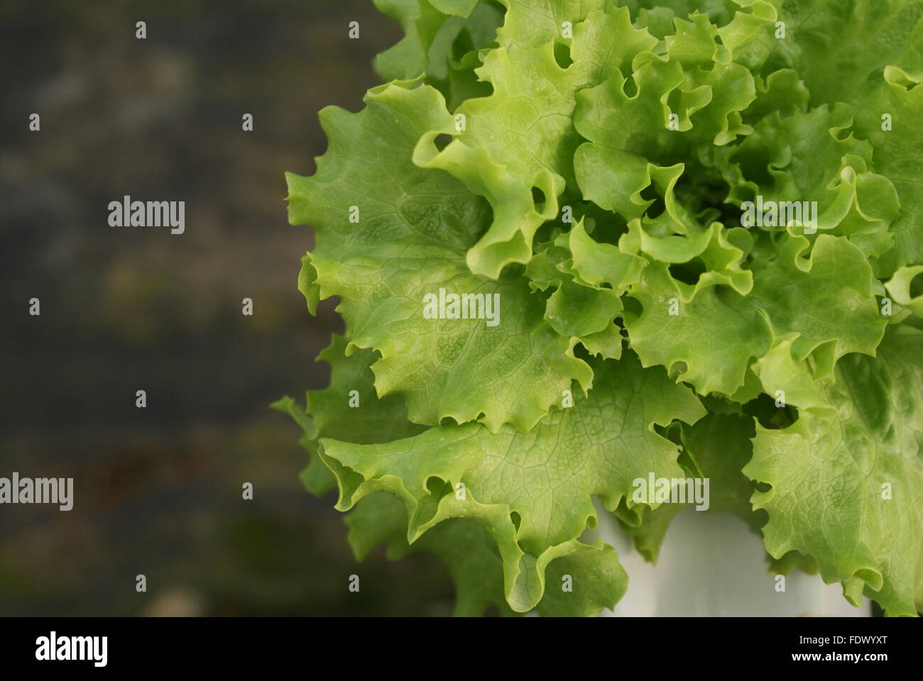 Organic lettuce leaves texture from farm Stock Photo - Alamy