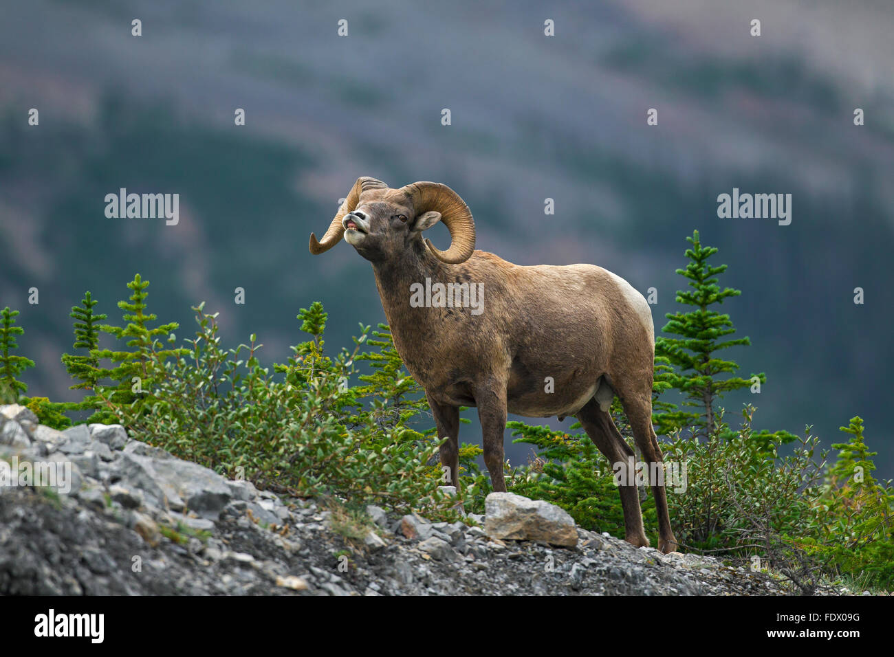 Bighorn sheep (Ovis canadensis) ram exhibits the flehmen response ...