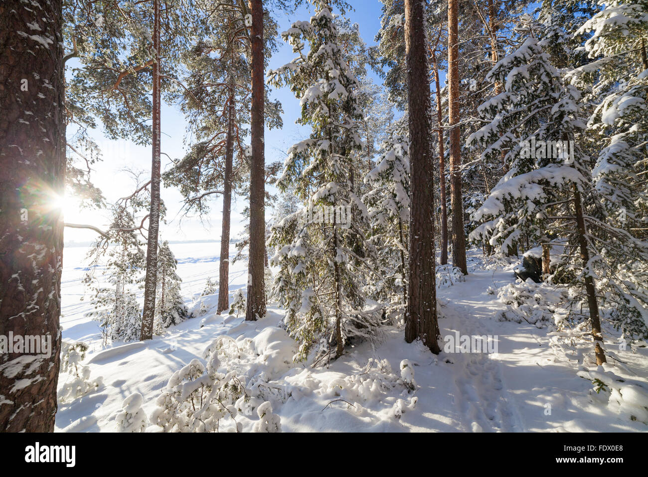Sun shining through trees at lakeside winter Stock Photo - Alamy