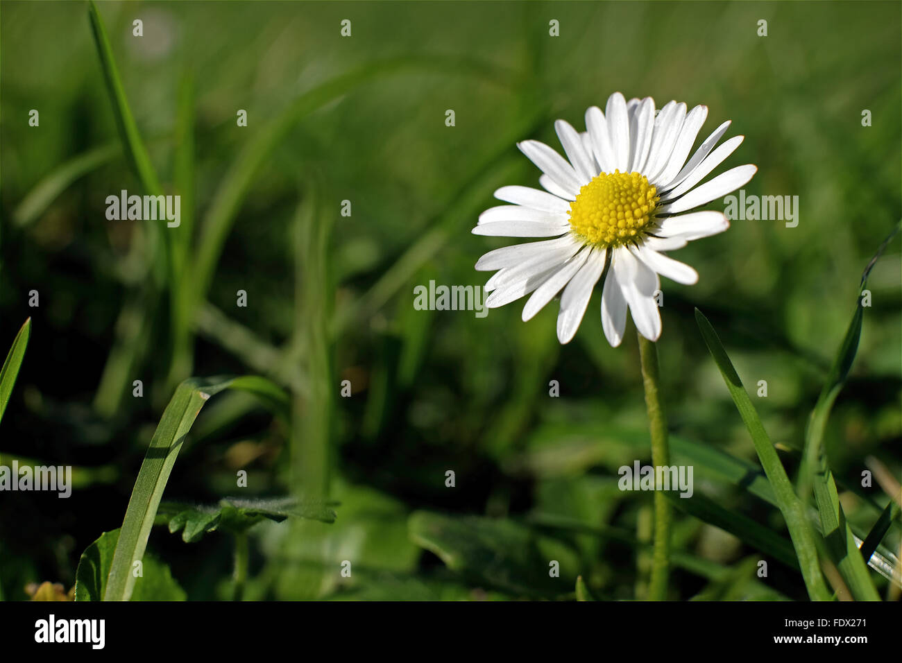 Simple daisy hi-res stock photography and images - Alamy
