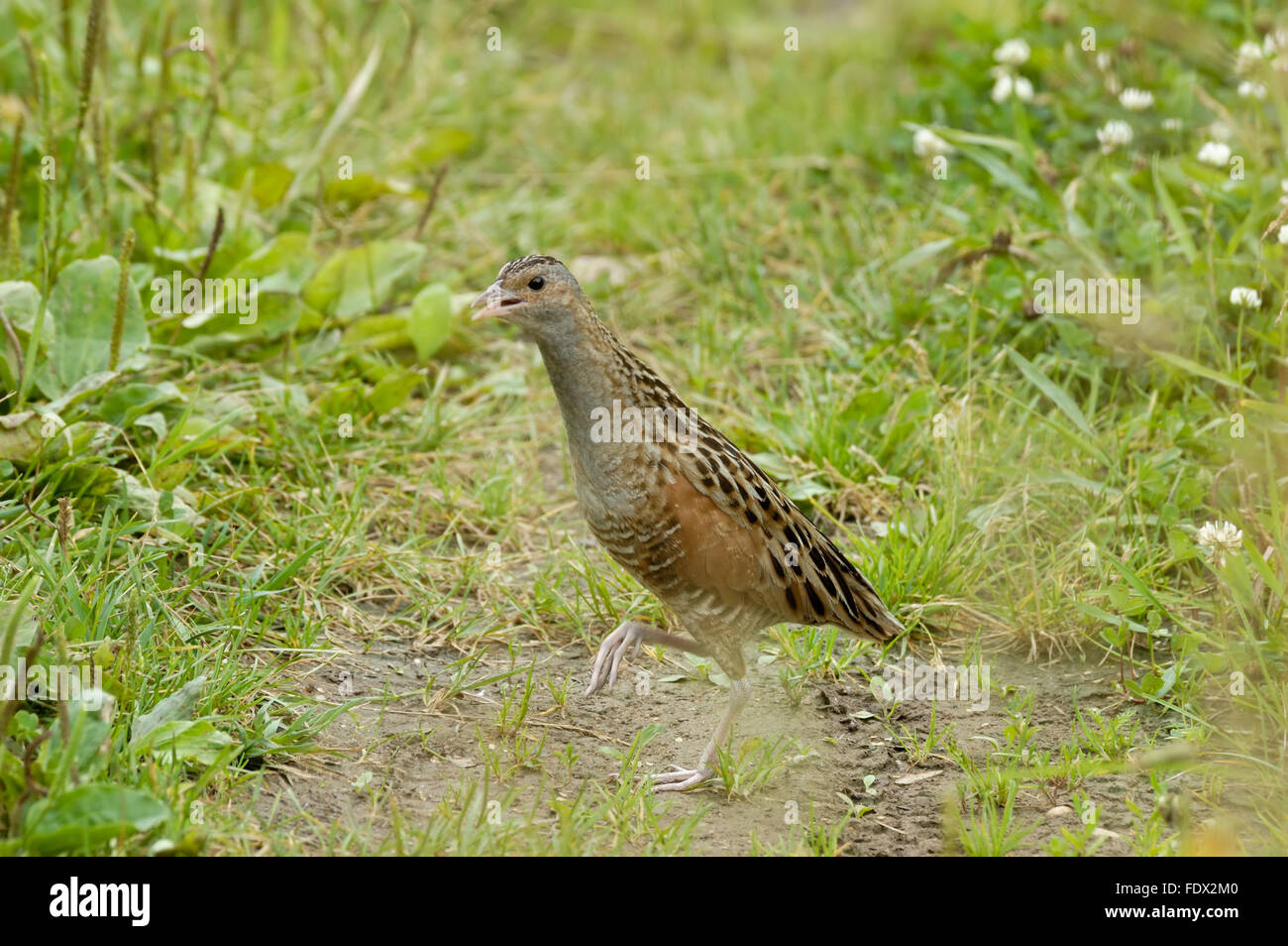 Dancing Corncrake in summer Stock Photo - Alamy