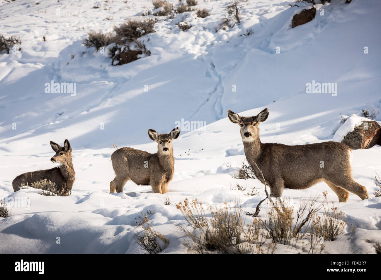 Three mule deer standing broadside in the snow Stock Photo - Alamy
