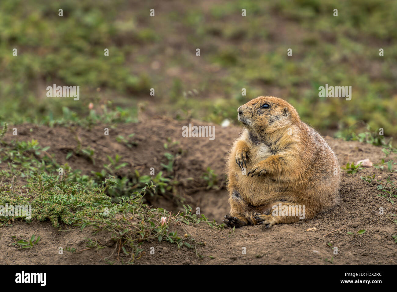 Outside rodent hi-res stock photography and images - Alamy