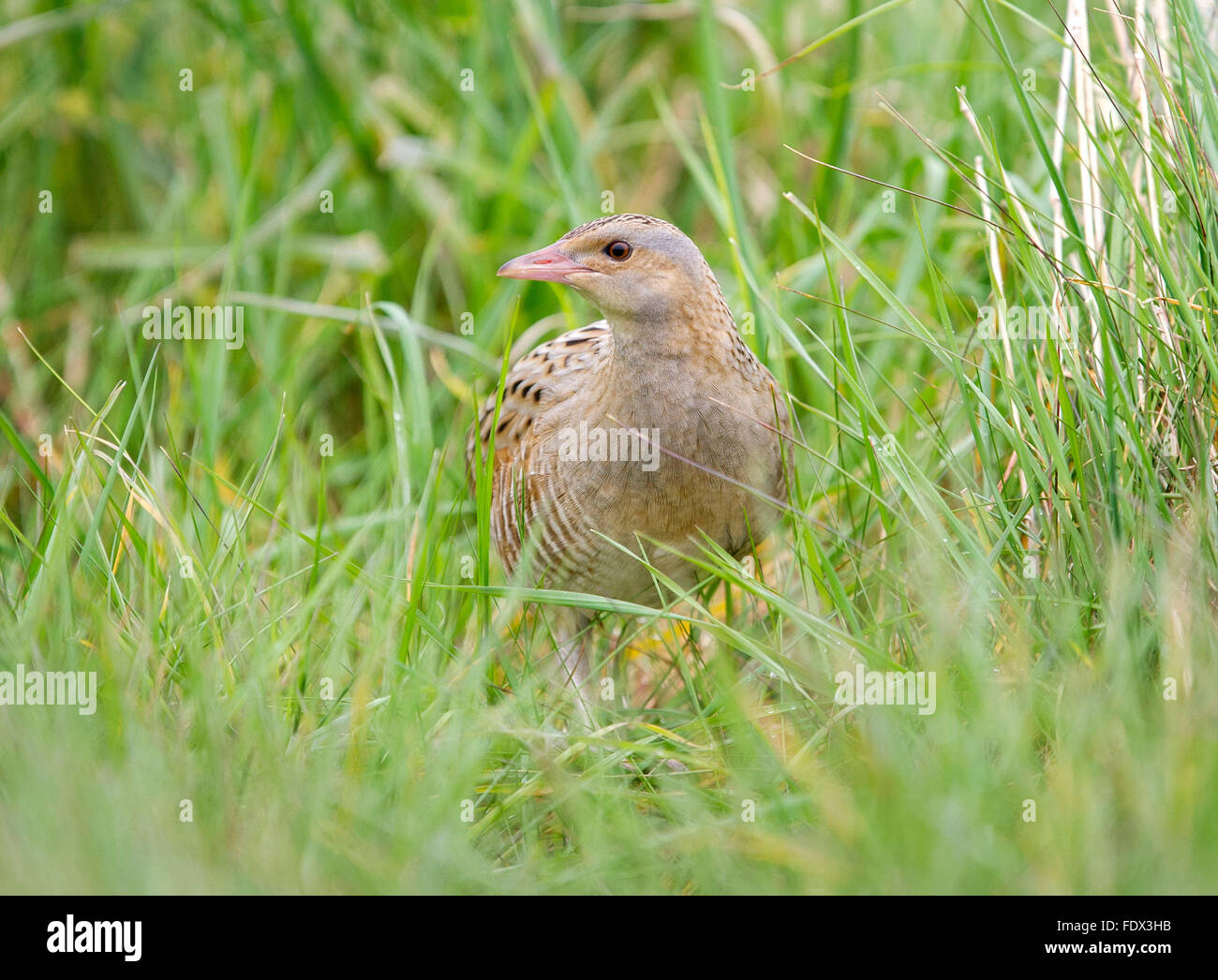 Corncrake (Crex Crex ) in a garden at the village of Balemartine, Isle ...