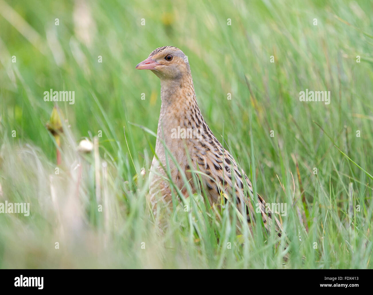 Corncrake High Resolution Stock Photography and Images - Alamy