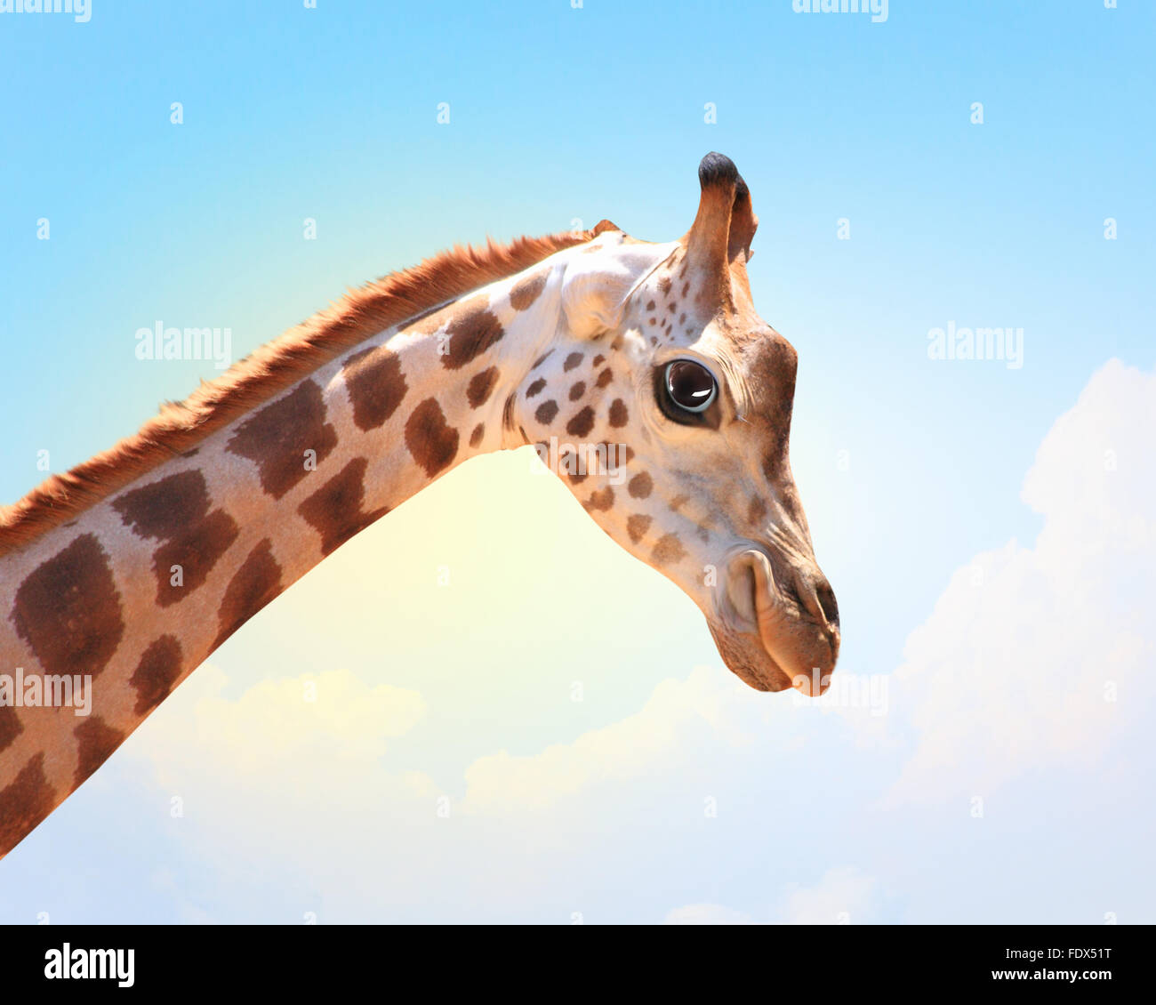 Muzzle fun spotted giraffe on a light background. Collage Stock Photo ...