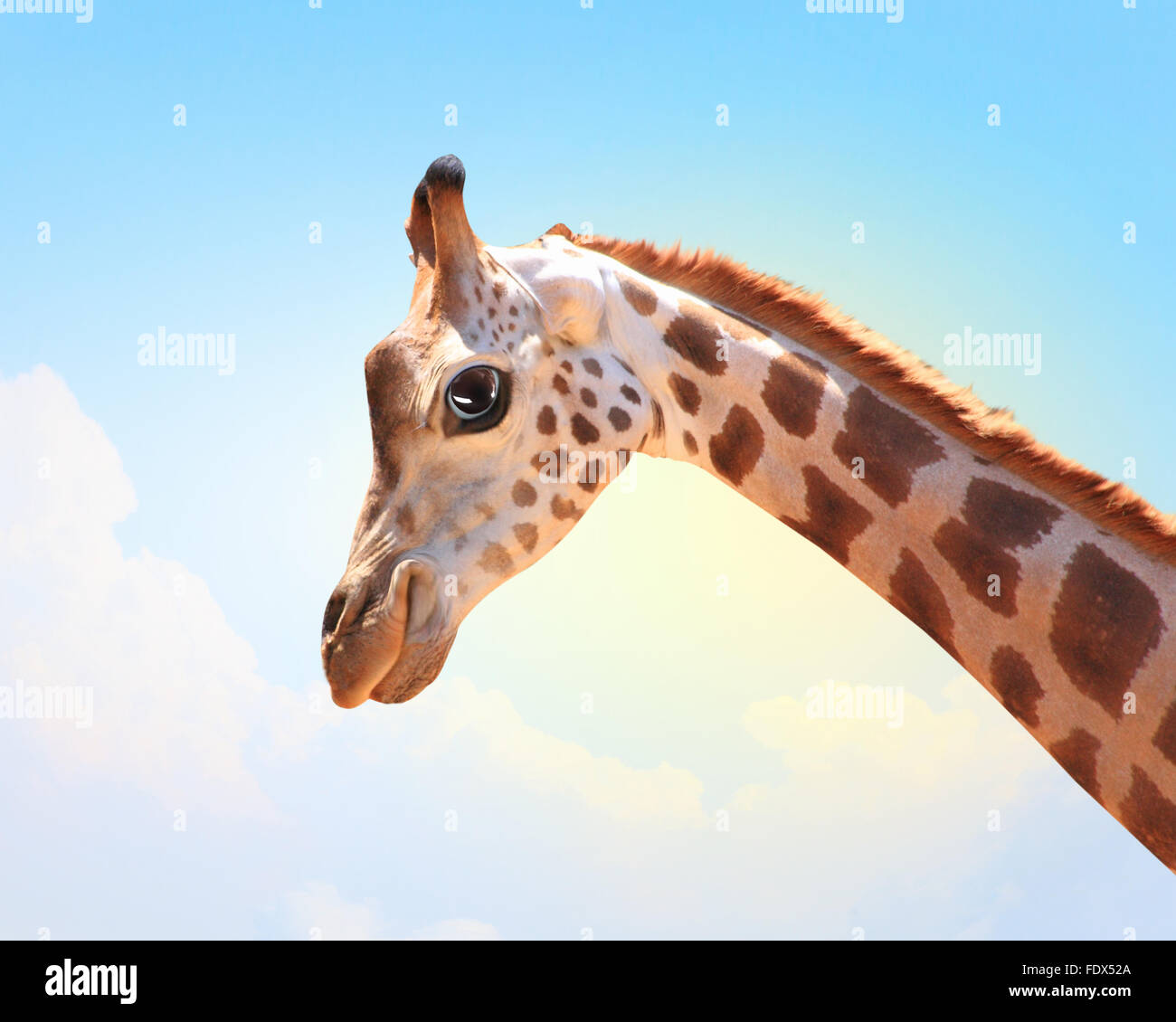 Muzzle fun spotted giraffe on a light background. Collage Stock Photo ...