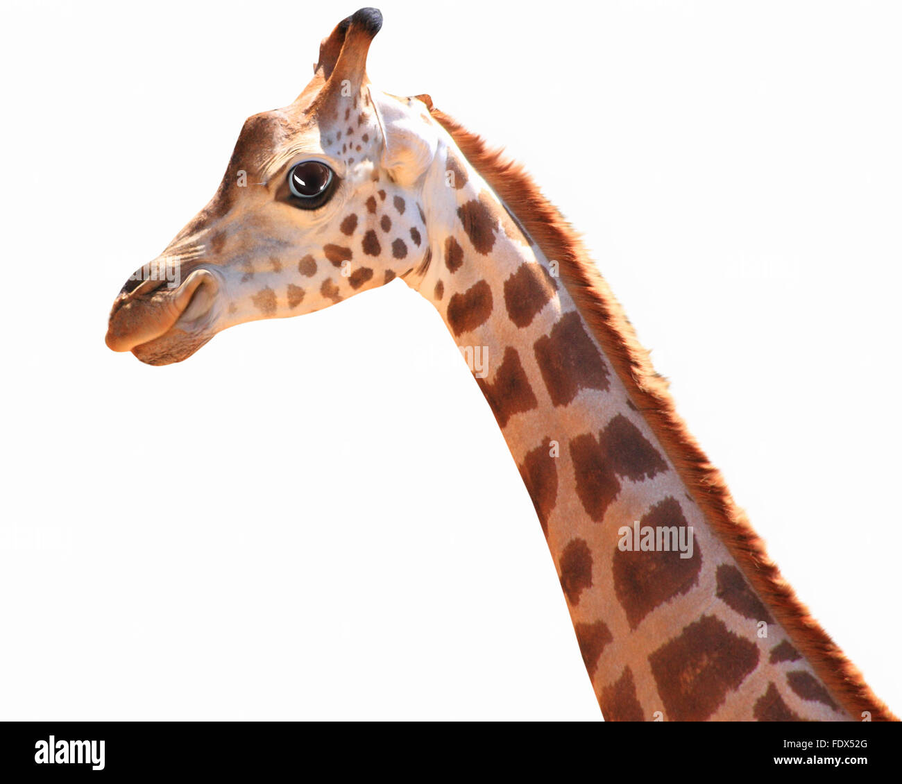 Muzzle fun spotted giraffe on a light background. Collage Stock Photo ...