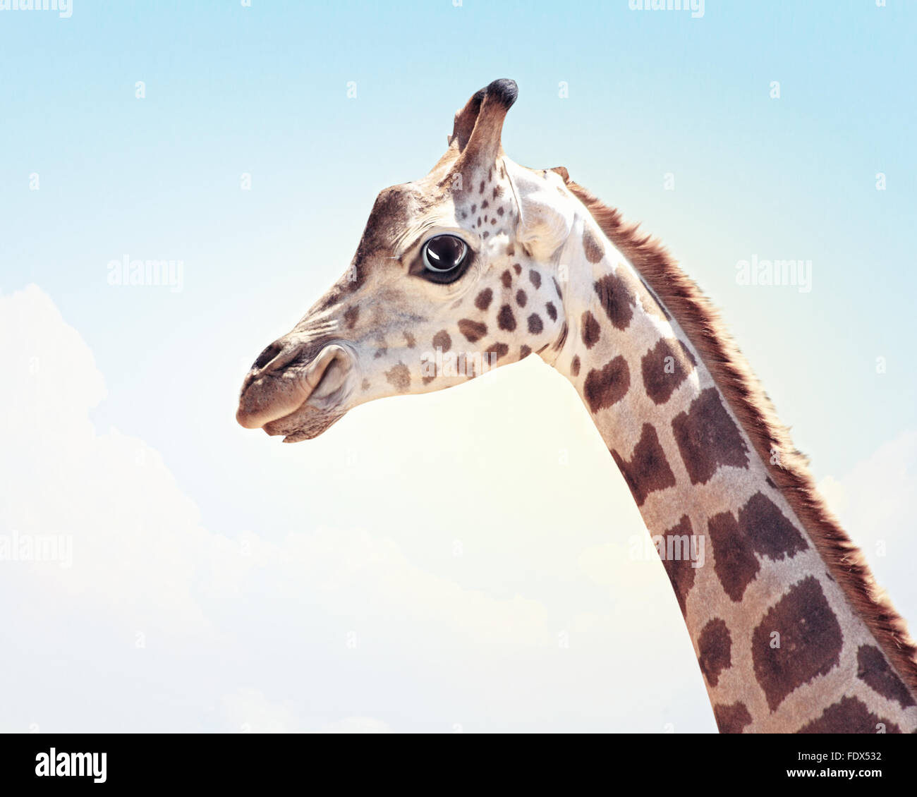 Muzzle fun spotted giraffe on a light background. Collage Stock Photo ...