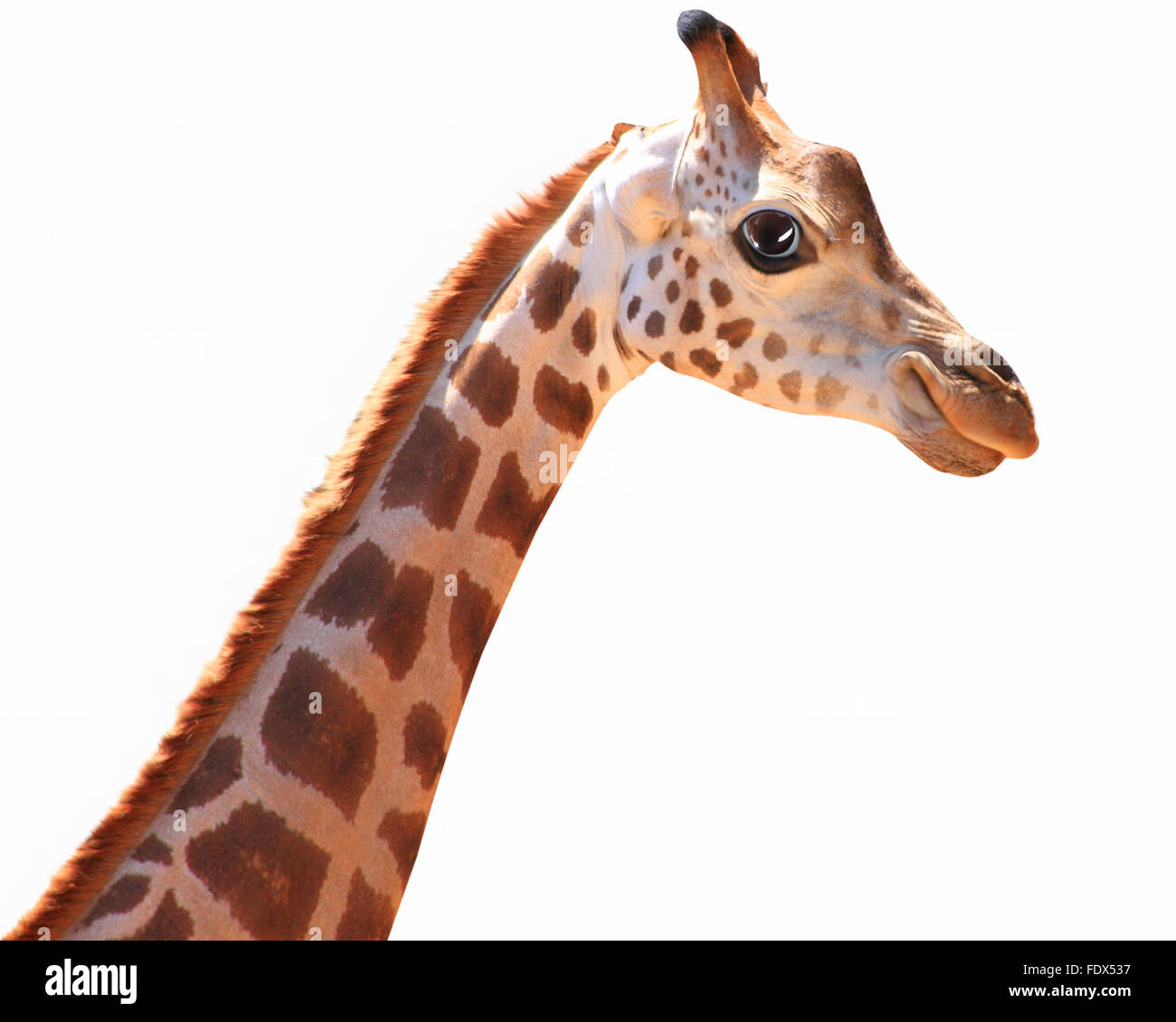 Muzzle fun spotted giraffe on a light background. Collage Stock Photo ...