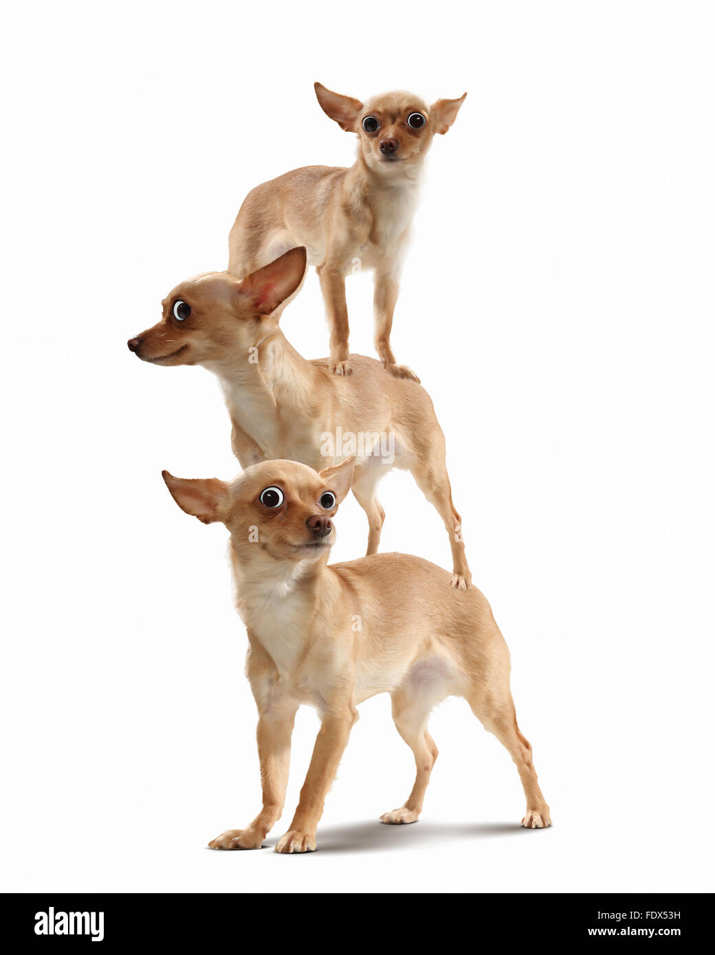 Pyramid of three funny dogs on a light background. funny collage Stock ...