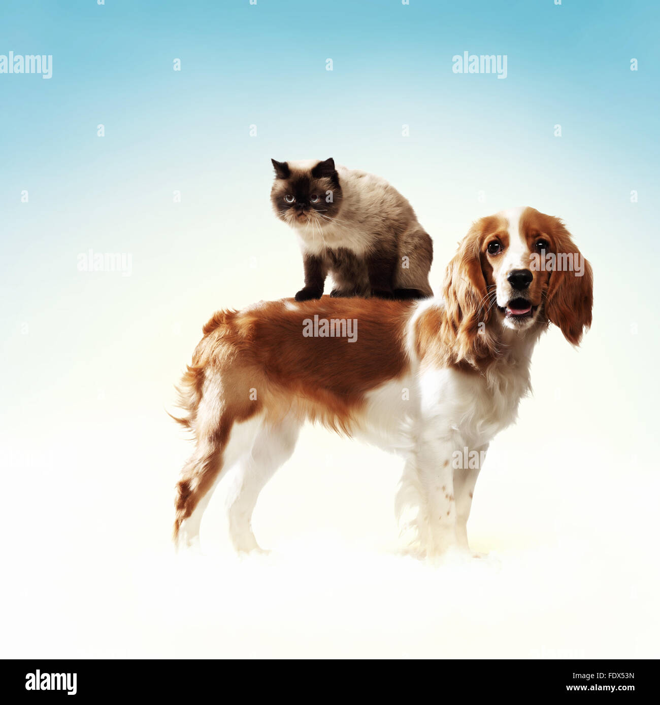 Two home pets next to each other on a light background. funny collage ...