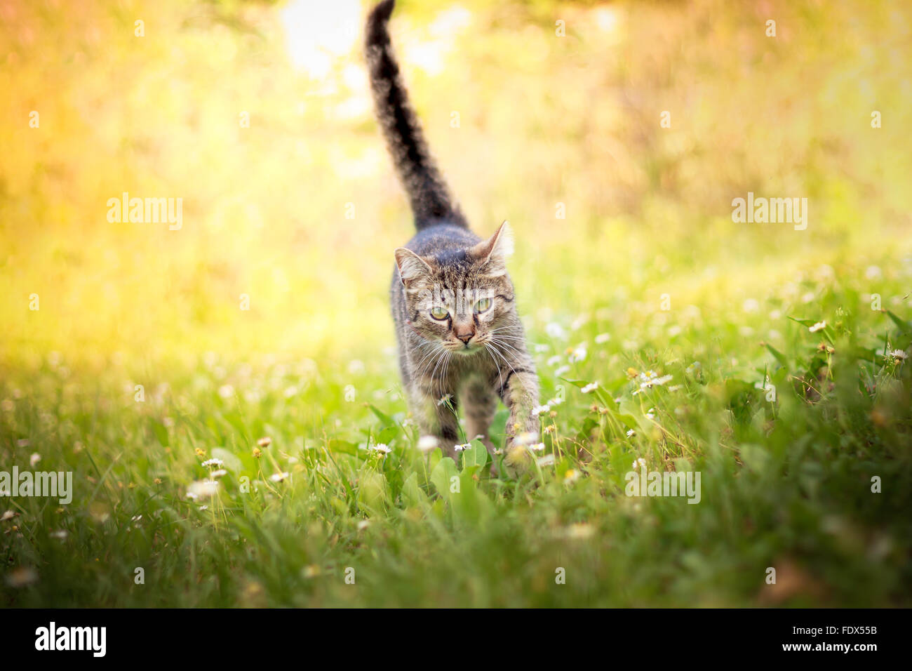 Cat walking towards camera Stock Photo - Alamy