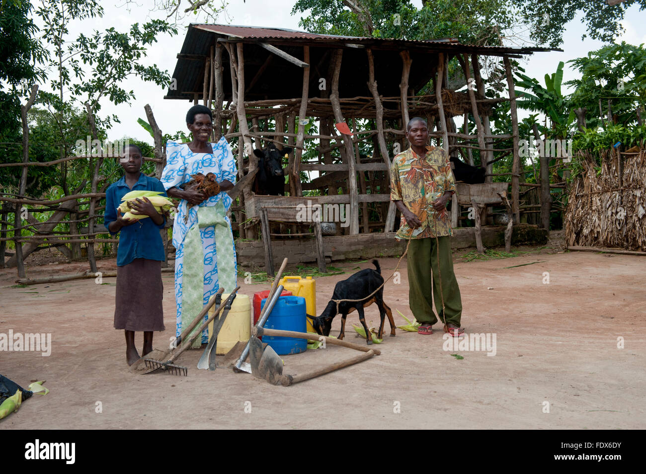 Ugandan smallholding, with family showing livestock, produce and tools ...