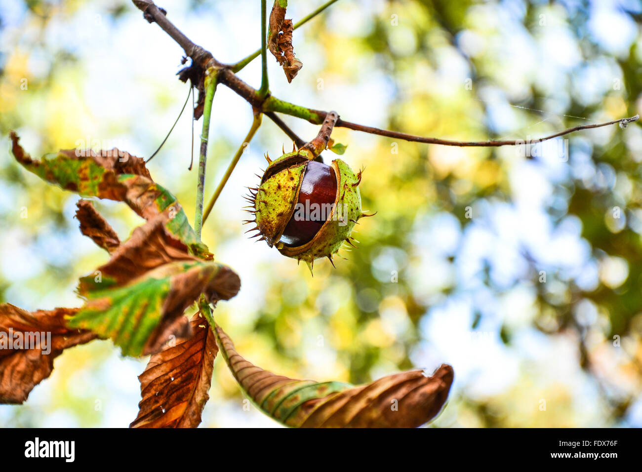 Ajar chestnut growing on the tree in front of blurred background Stock ...