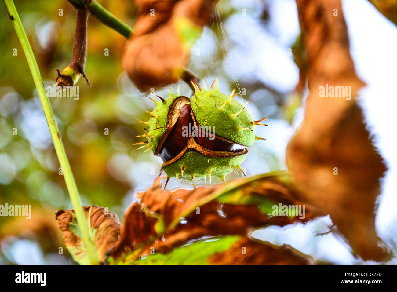 Ajar chestnut growing on the tree in front of blurred background Stock ...