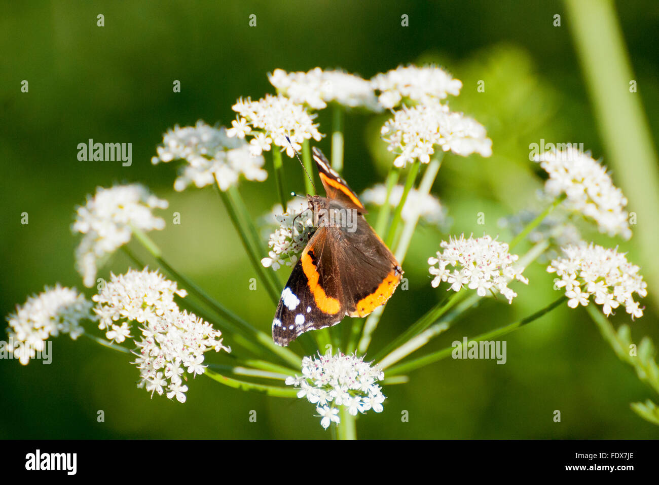 Red admiral flying hi-res stock photography and images - Alamy