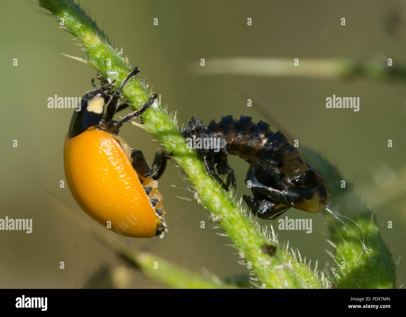 British ladybird hi-res stock photography and images - Alamy