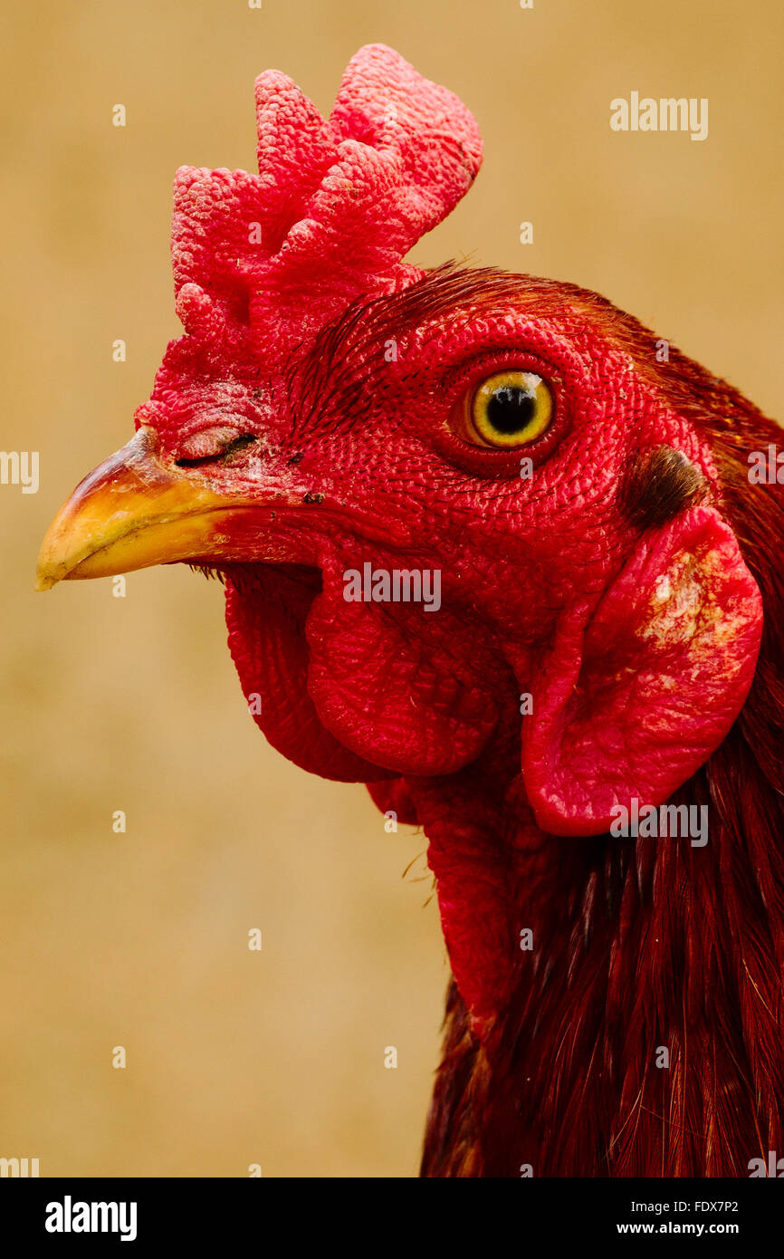 Big red rooster hi-res stock photography and images - Alamy