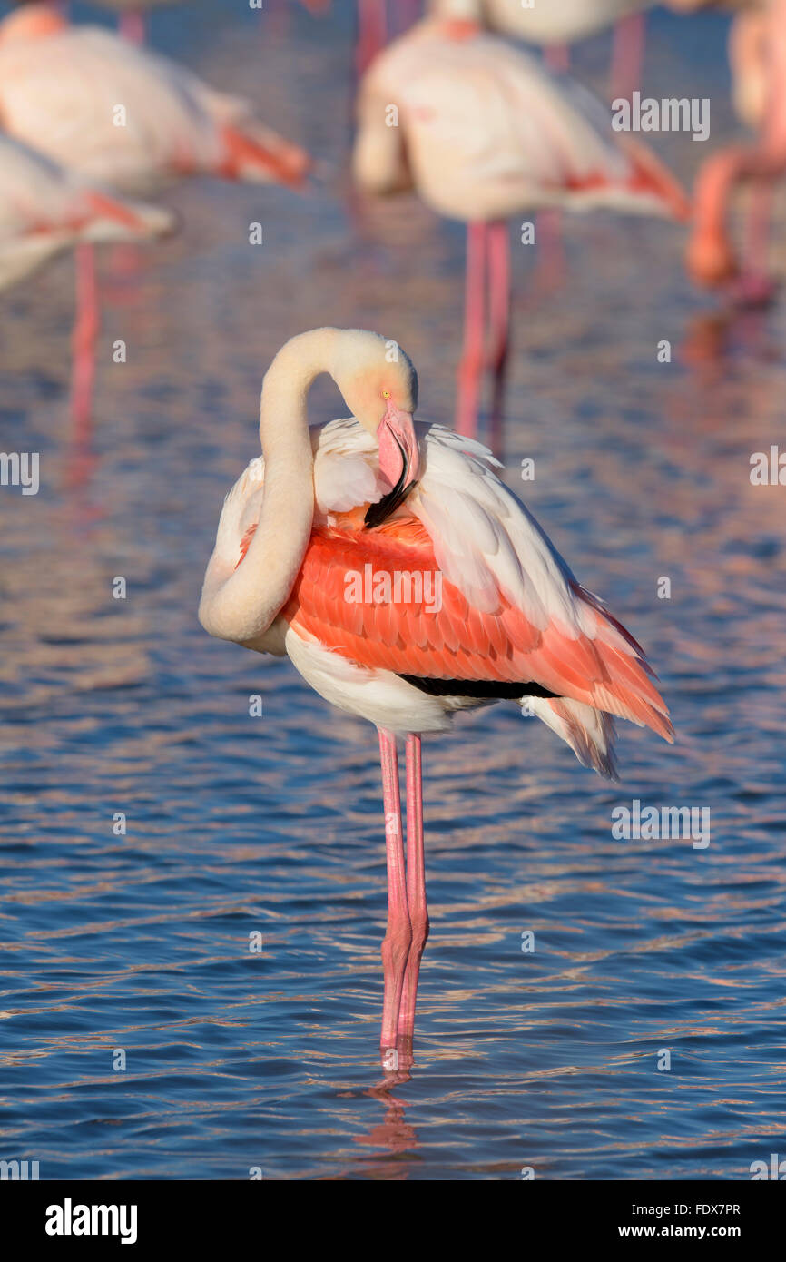 Greater flamingo (Phoenicopterus roseus), adult, preening, Camargue ...