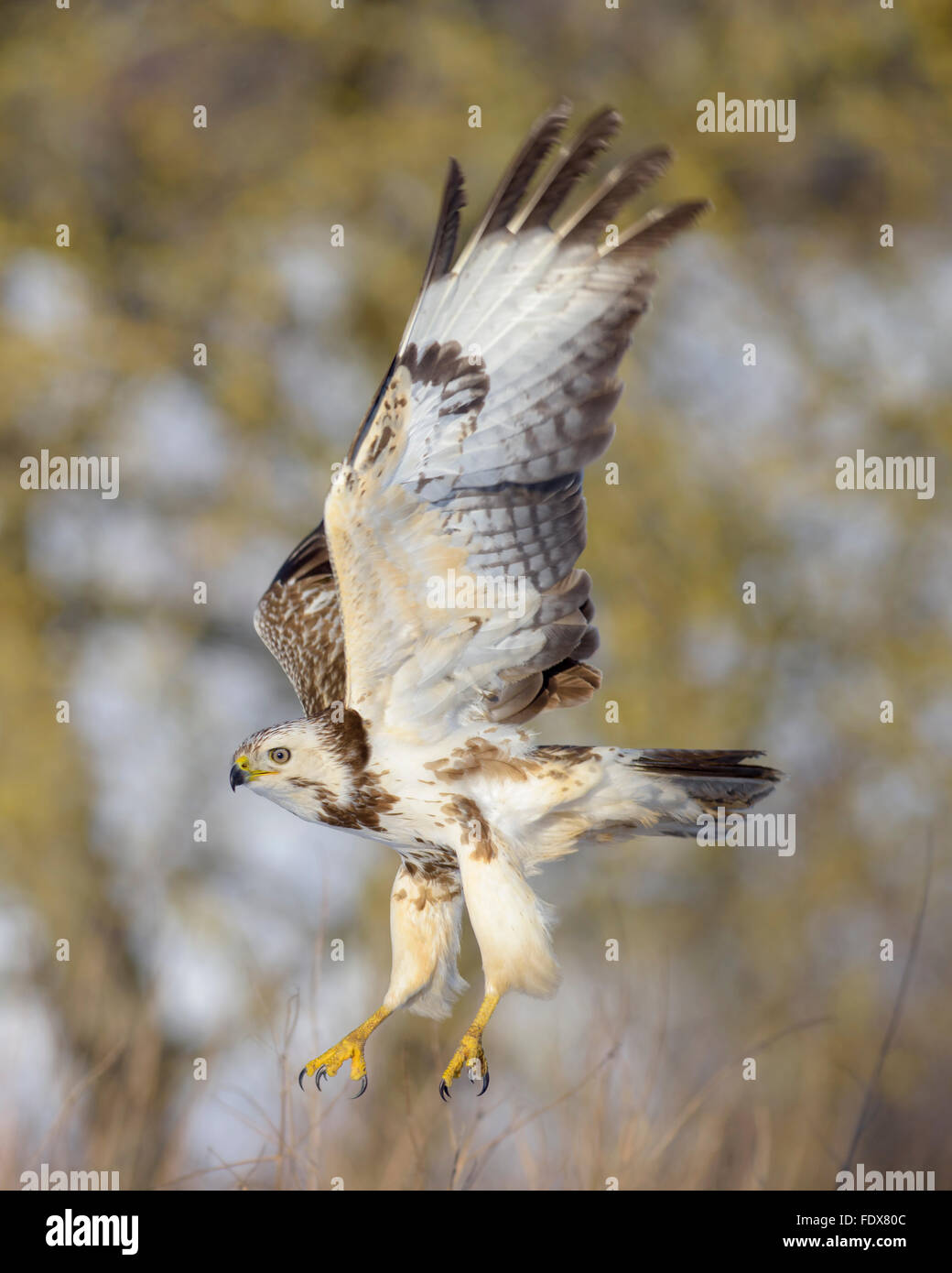 Common buzzard (Buteo buteo), light coloured morph in flight, biosphere ...