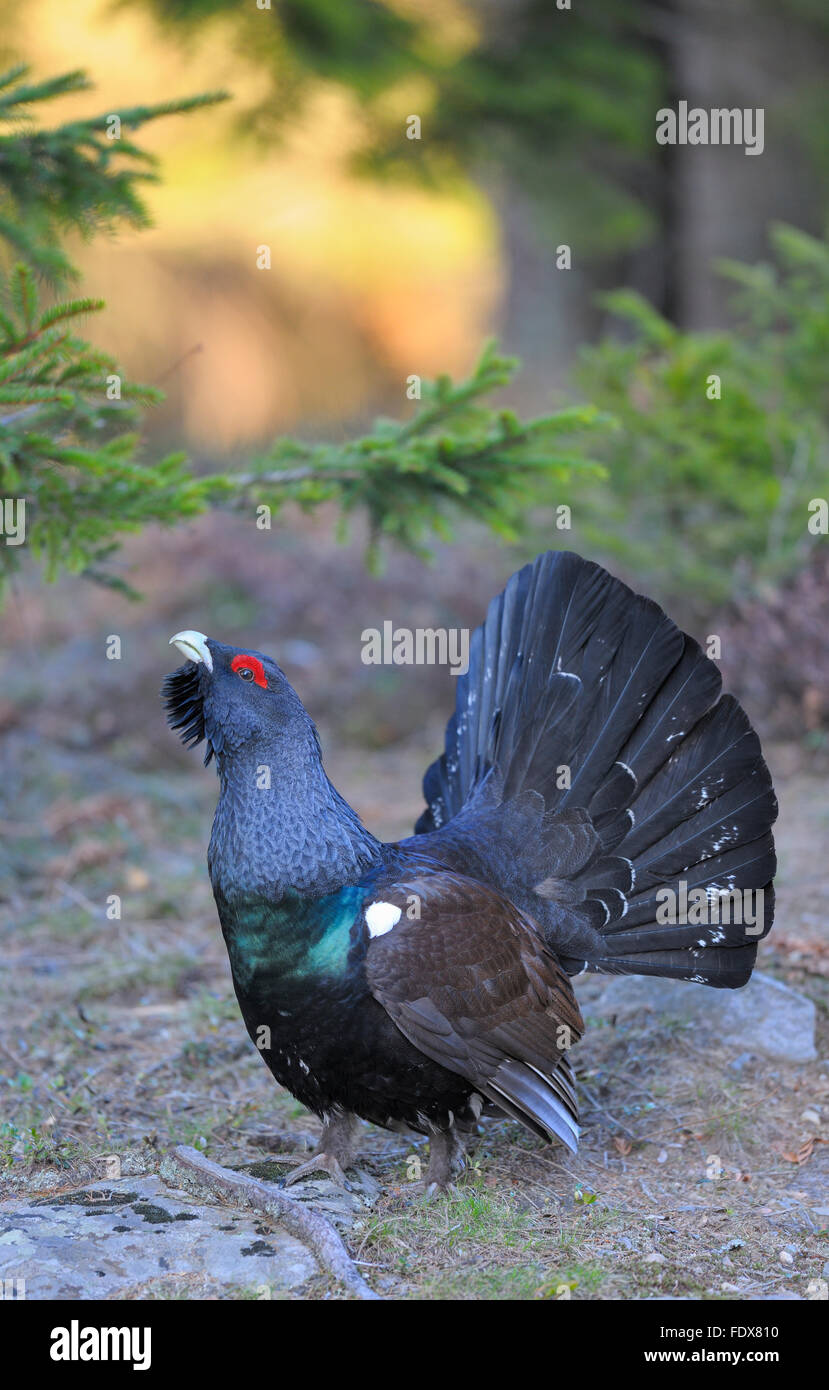 Male grouse hi-res stock photography and images - Alamy