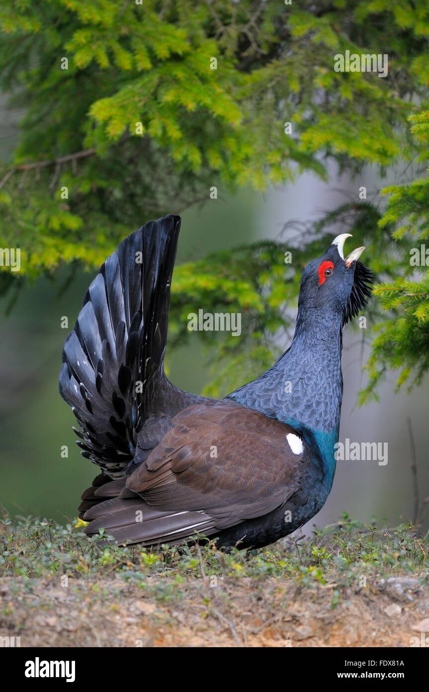 Male grouse hi-res stock photography and images - Alamy