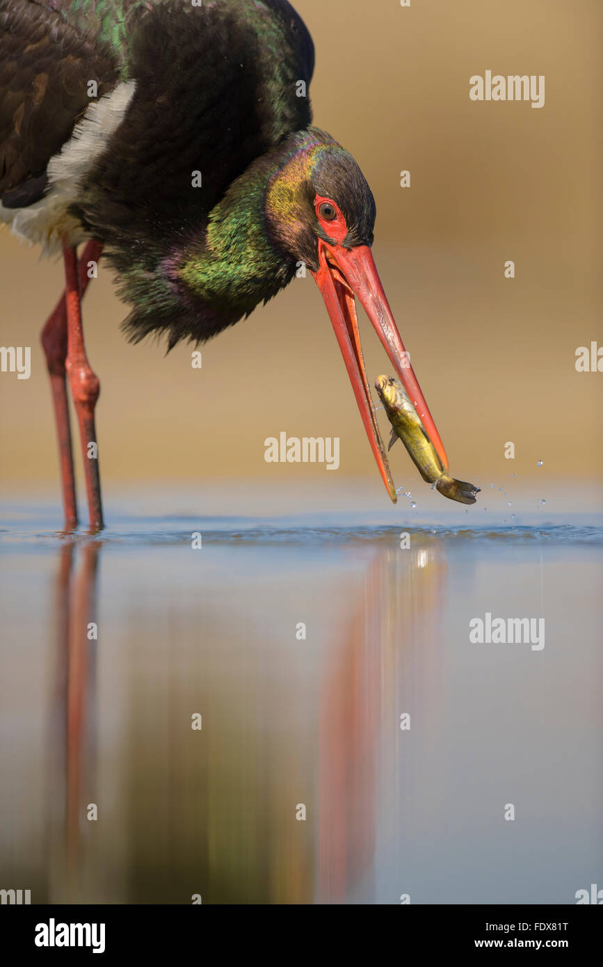 Black stork (Ciconia nigra), close-up, portrait, standing in water ...