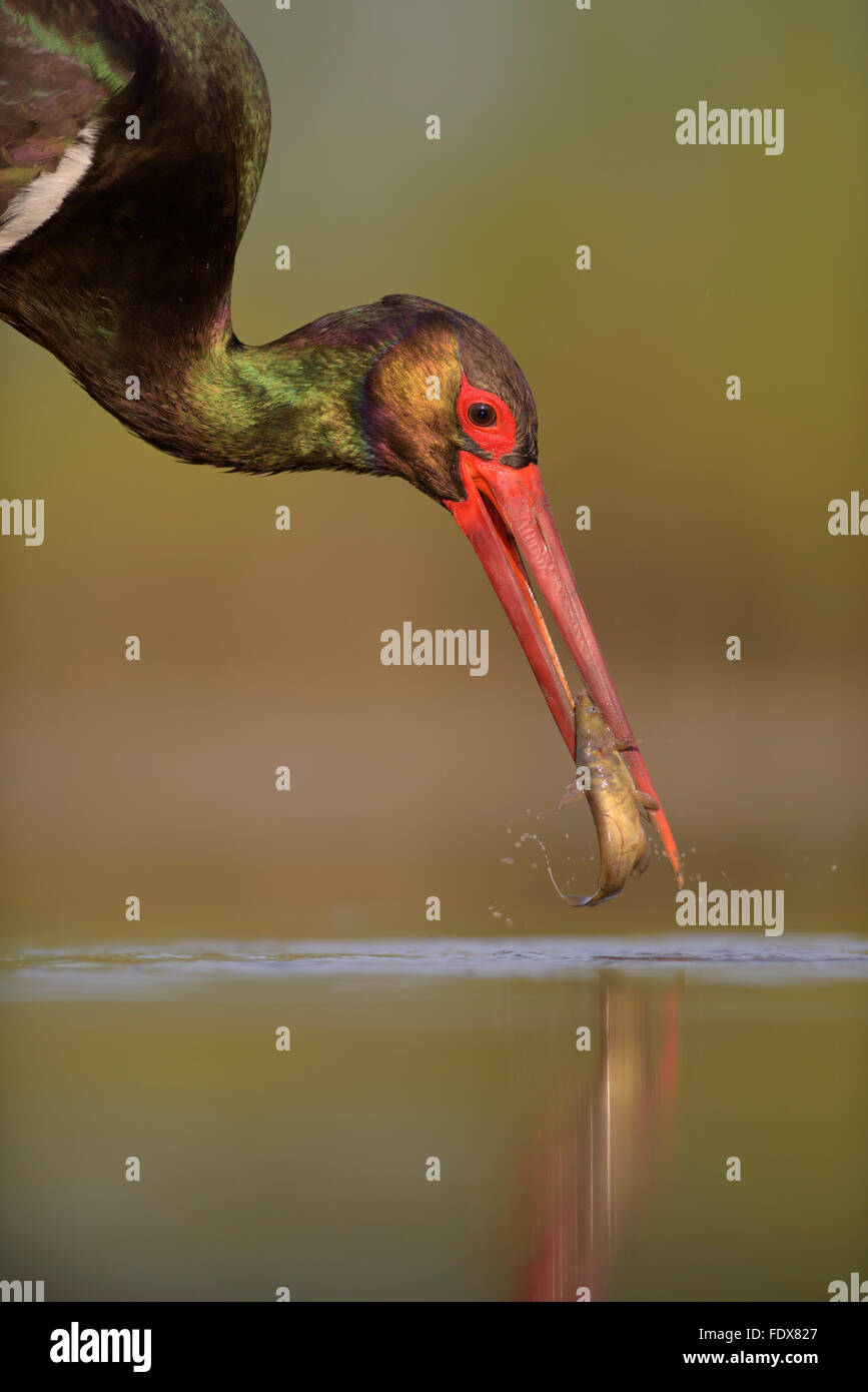 Black stork (Ciconia nigra), close-up, portrait, standing in water ...