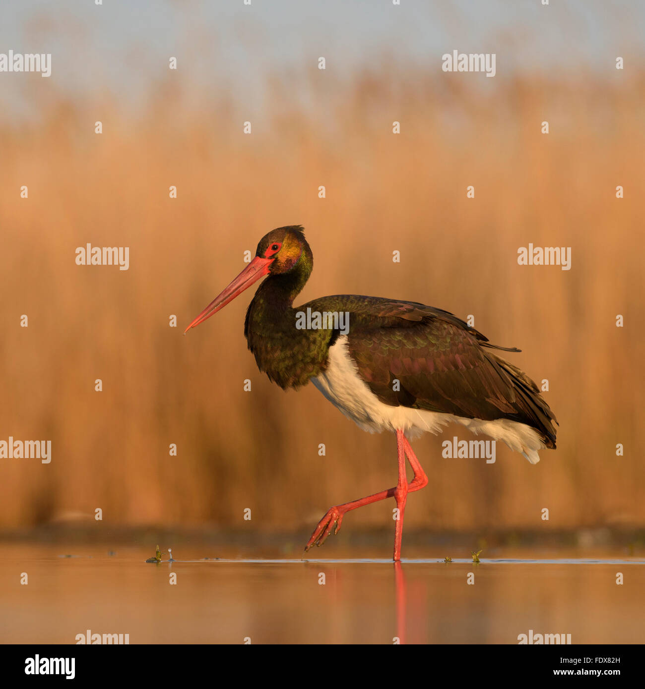 Black stork (Ciconia nigra), wading through lake, morning light ...