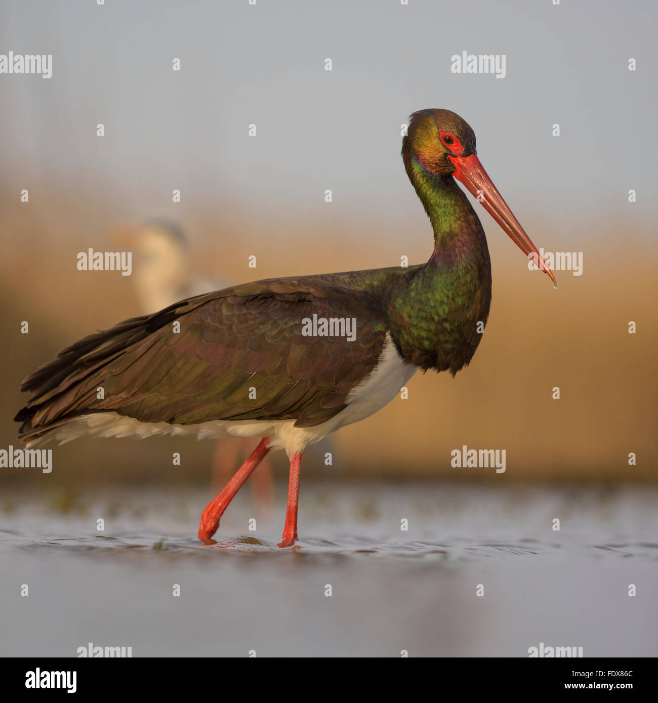Black stork (Ciconia nigra), hunting for fish, Kiskunság National Park ...
