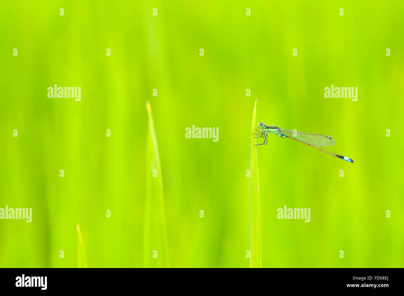 Dragon fly in green background Stock Photo - Alamy