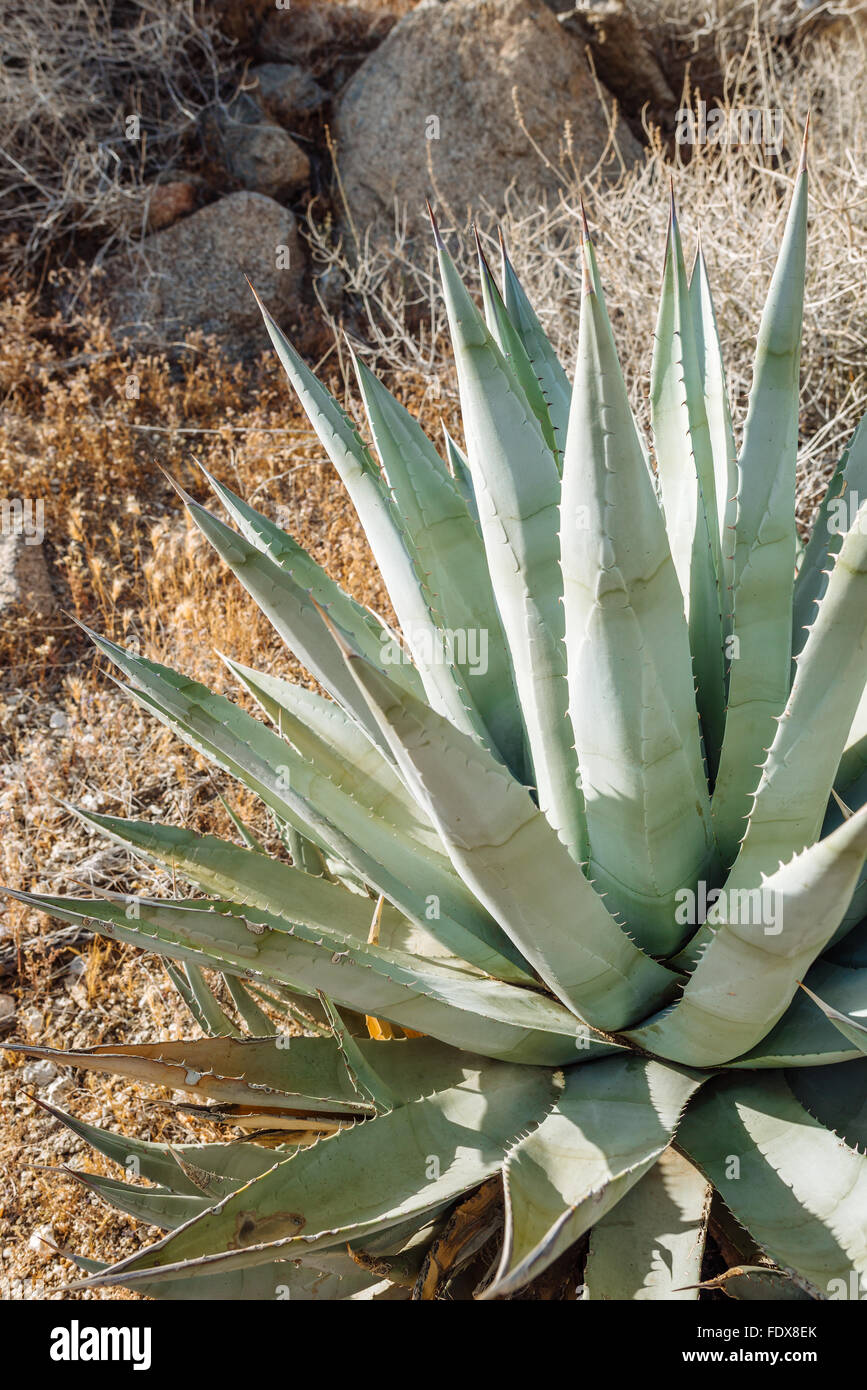 Agave (agave americana) in Hellhole Canyon, Anza-Borrego Desert State ...