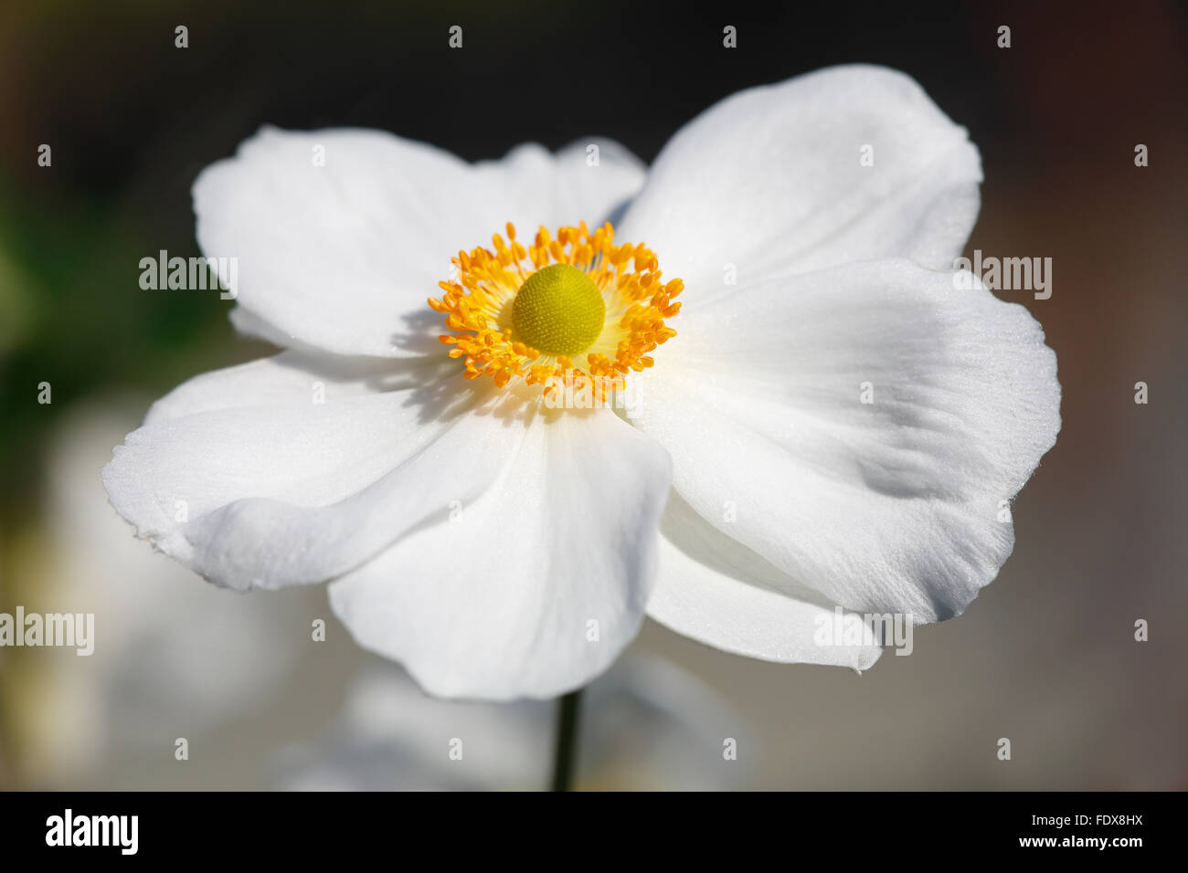 Flowering Japanese anemone (Anemone x hybrida Honorine Jobert), Germany ...