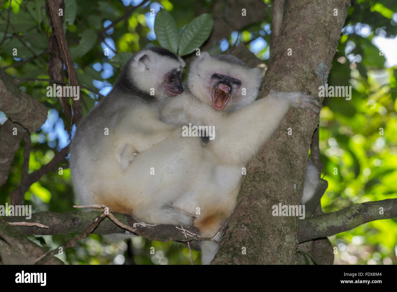 Silky sifaka or silky simpona (Propithecus candidus), female and young ...